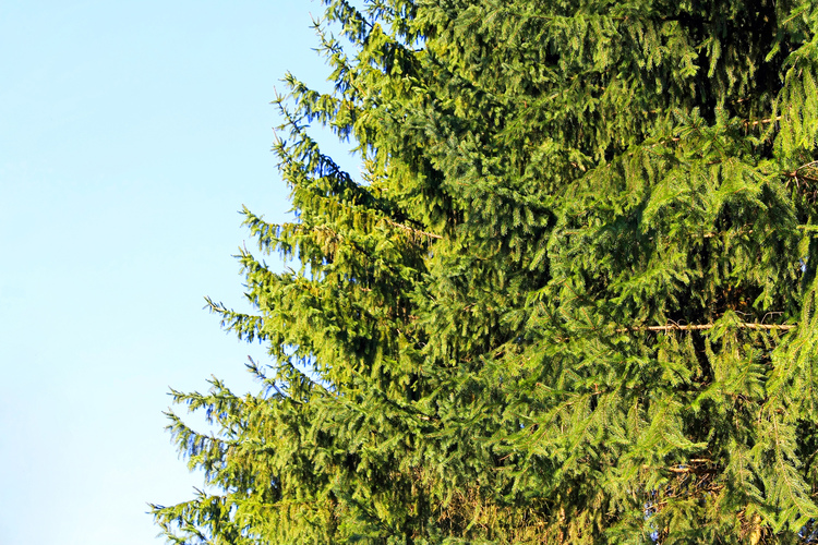 What is Evergreen Content and Why Do You Need It?